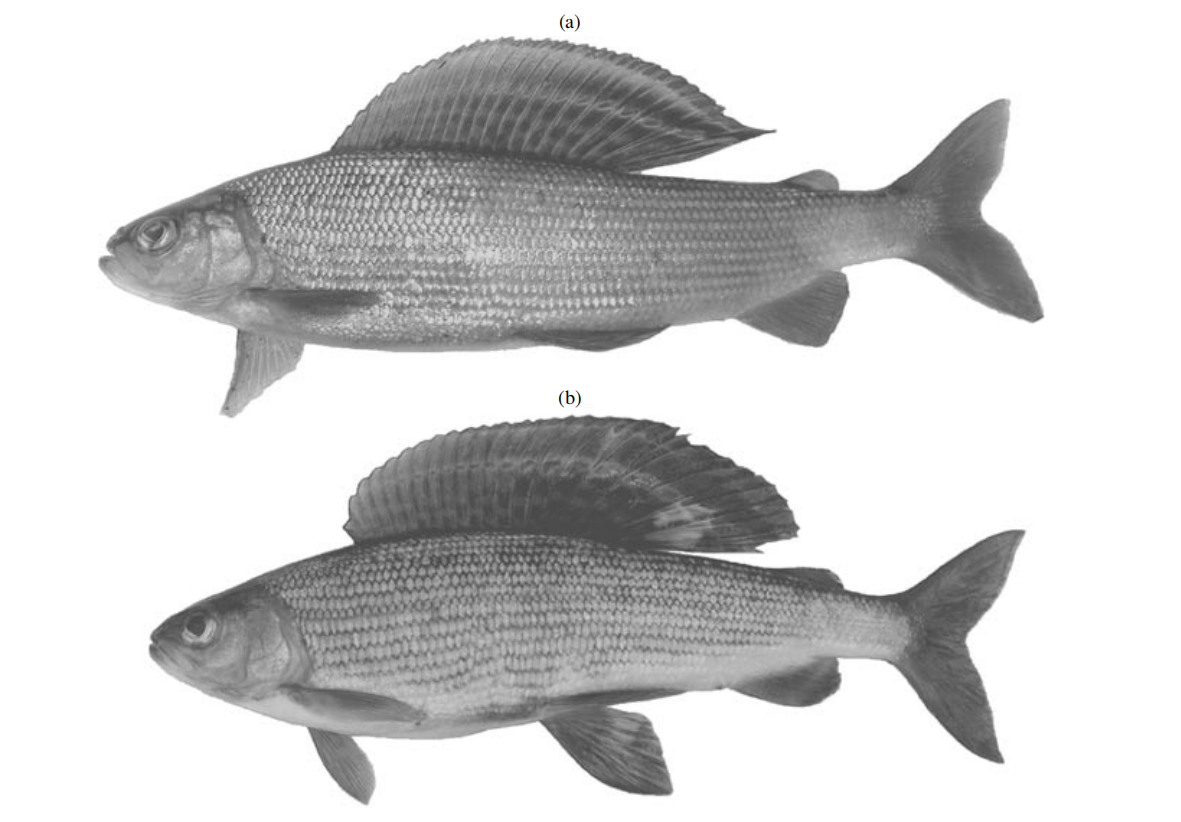 中国茴鱼属（Thymallus）简单介绍和分类整理 - 哔哩哔哩