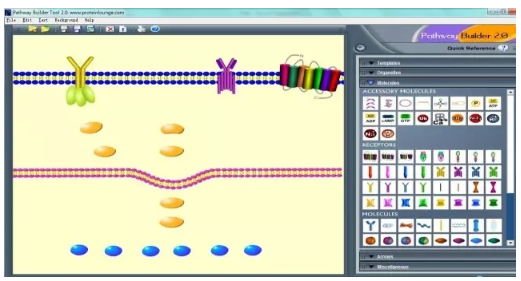 pathway builder tool 软件——制作炫酷的信号通路图，附软件下载 - 哔哩哔哩