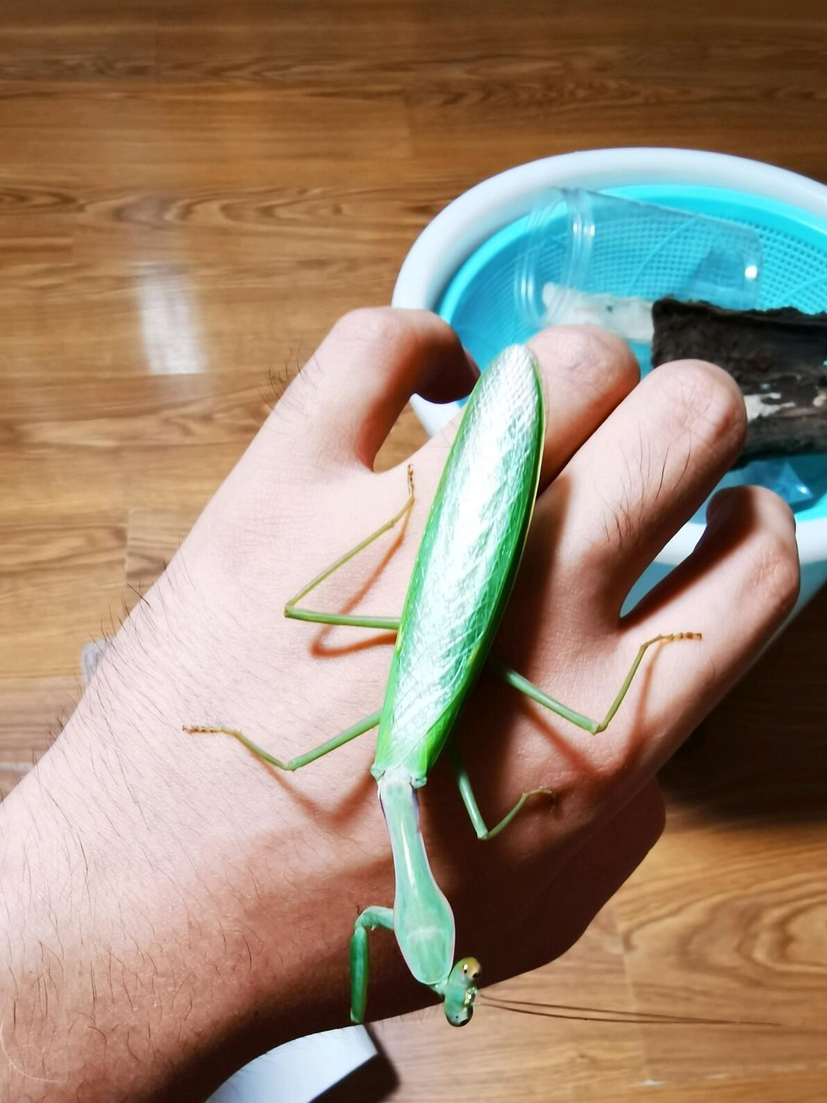 中国斧螳族总结 - 哔哩哔哩