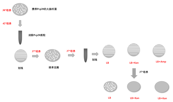 【菌周刊】菌种建库篇|大肠杆菌Red同源重组敲除-感受态细胞制备 - 哔哩哔哩