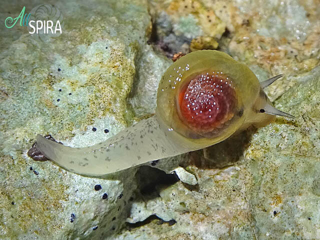 按总科盘点“陆螺”——陆生非柄眼类腹足类（上） - 哔哩哔哩