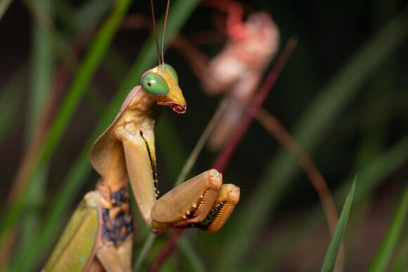 螳总科，最后一个， Mantoidea - 哔哩哔哩