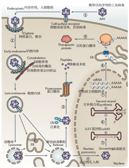 “敲黑板”，rAAV实现基因递送过程你知道多少？ - 哔哩哔哩