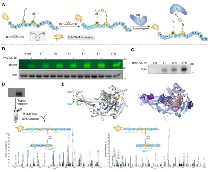 来自 USP30 跨膜结构域的自抑制、线粒体自噬诱导肽的鉴定 - 哔哩哔哩