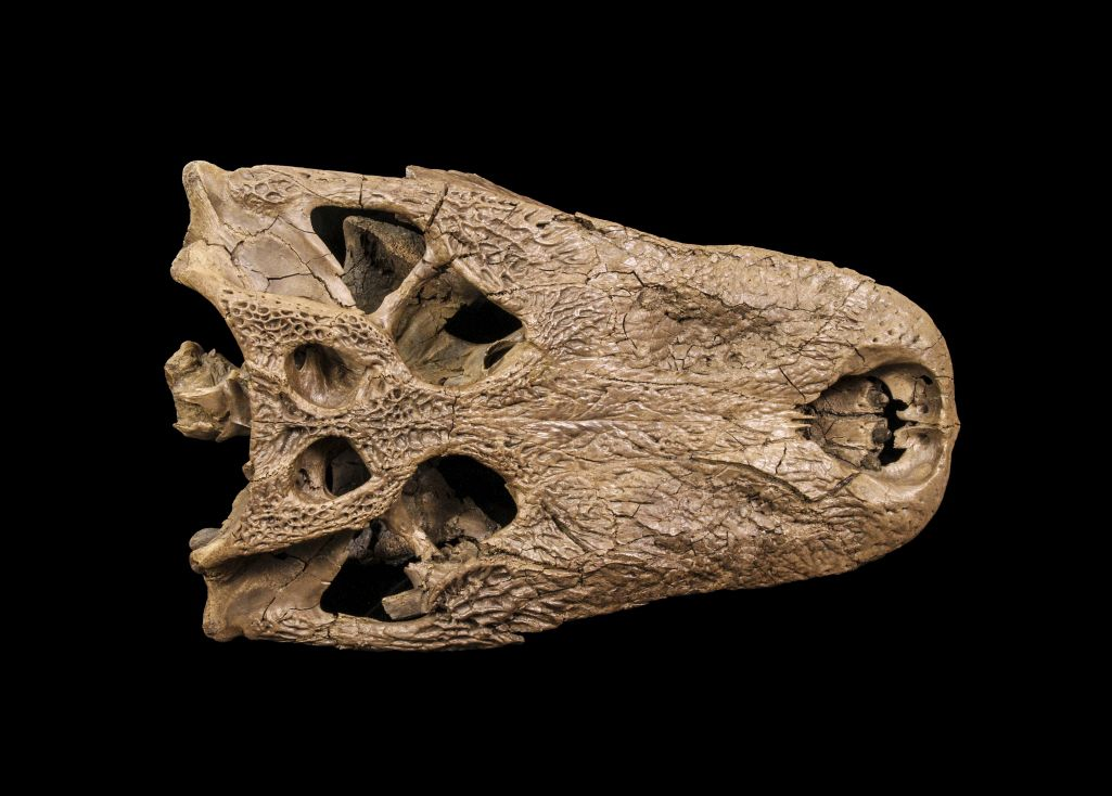 凯门鳄类小传——浅谈史前短吻鼍亚科 - 哔哩哔哩