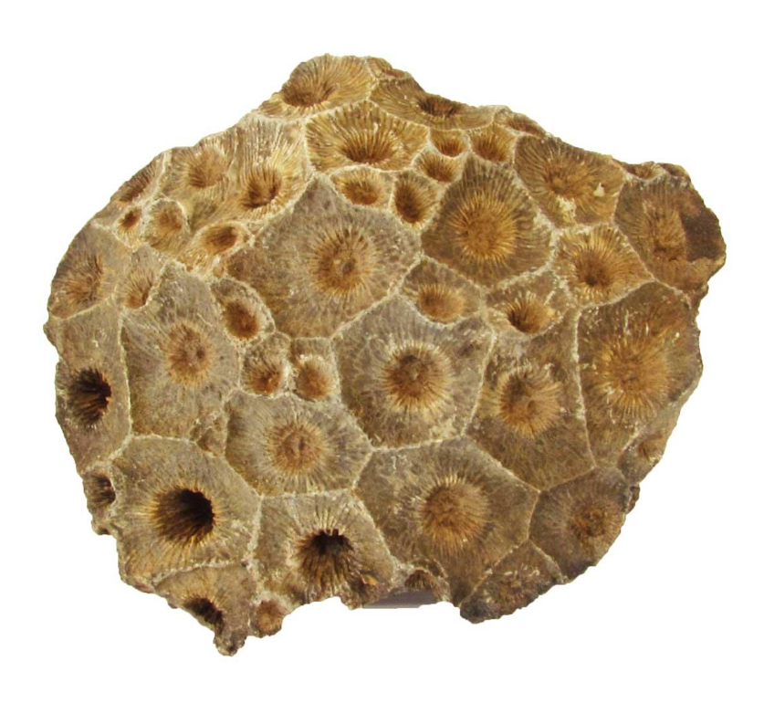 珊瑚纲化石 - 哔哩哔哩