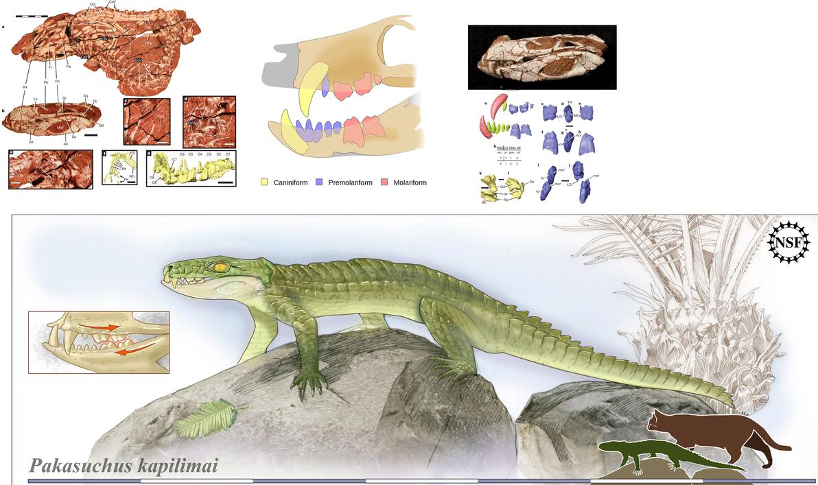 以诺托鳄类为代表的陆栖鳄 - 哔哩哔哩