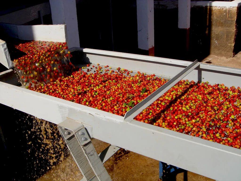 用一篇文章带你了解肯尼亚咖啡品种SL28&34、K7、Ruiru11 不同之处 - 哔哩哔哩