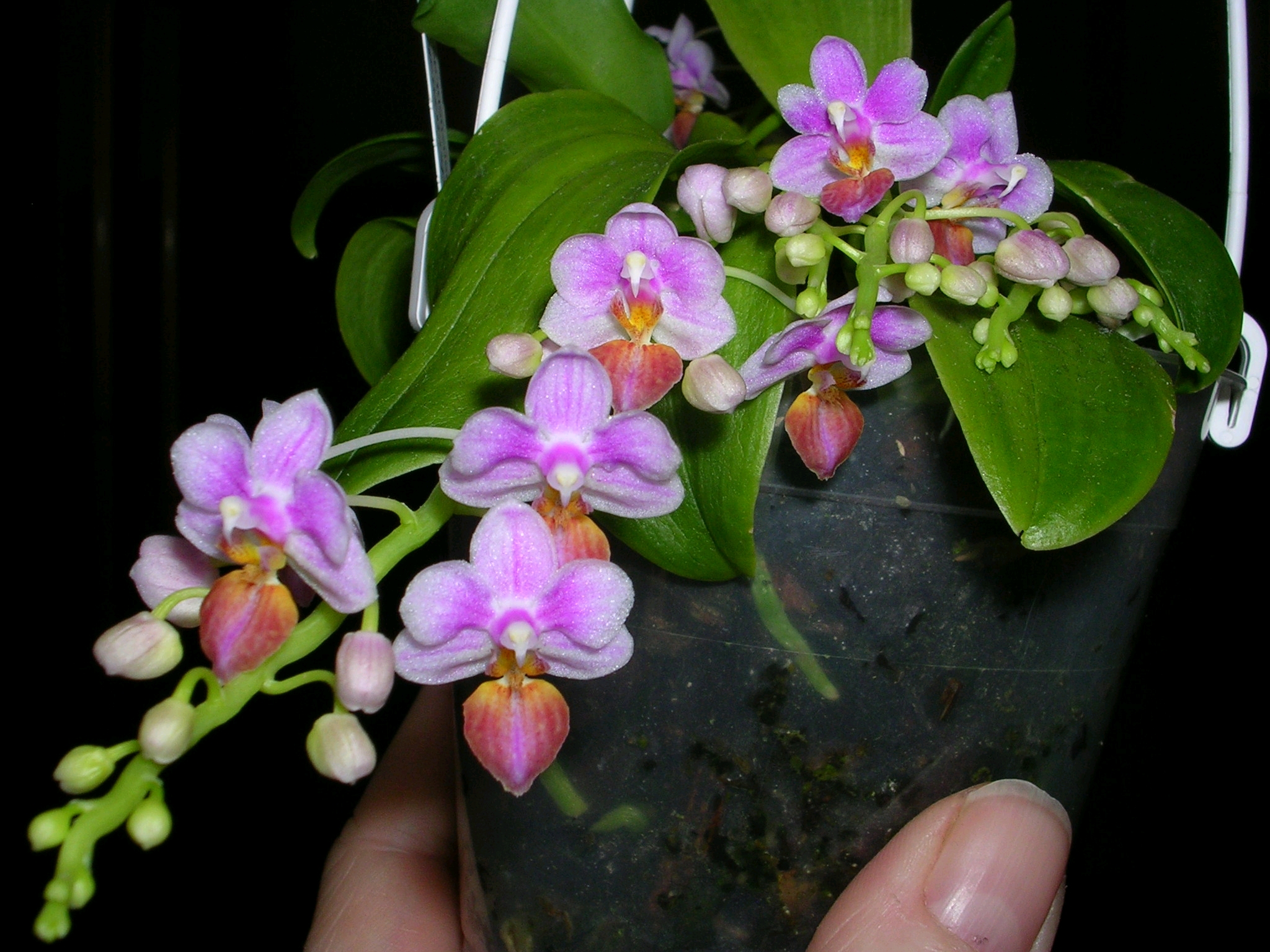 微型蝴蝶兰原种Phalaenopsis appendiculata齿脊蝴蝶兰 - 哔哩哔哩