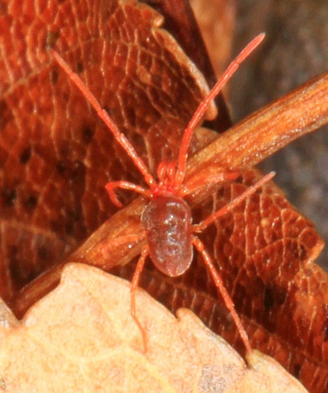 中国常见螨虫图鉴1.0 - 哔哩哔哩