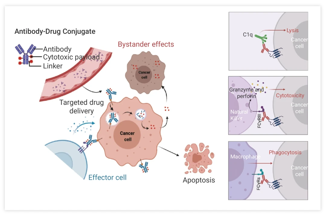 抗体偶联药物 ADC 究竟有什么魔力？-MedChemExpress - 哔哩哔哩