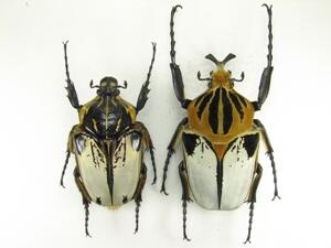 大王花金龟属(Goliathus)所有种简介 - 哔哩哔哩