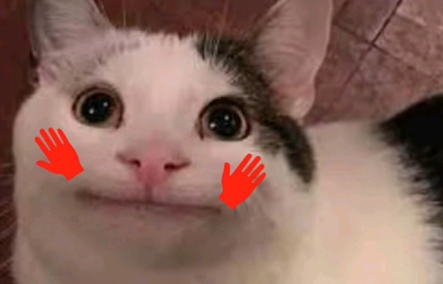 【Beluga】beluga猫猫的表情包 - 哔哩哔哩