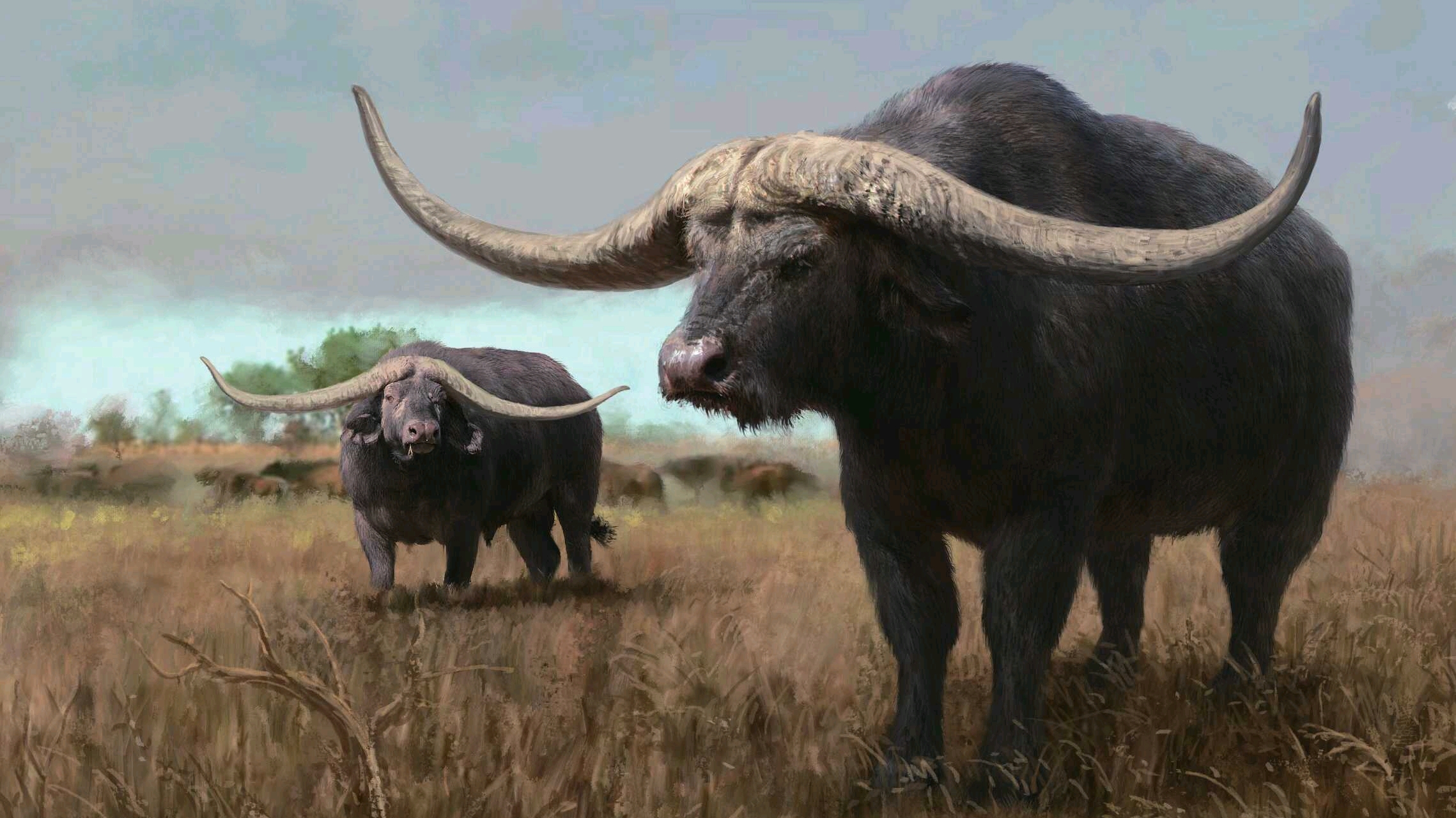 佩罗牛 - 哔哩哔哩