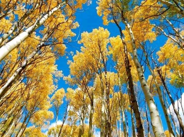 【哈利波特】魔杖杖身材料以及杖芯盘点（收录46种杖身木料 19种杖芯材料 ） - 哔哩哔哩