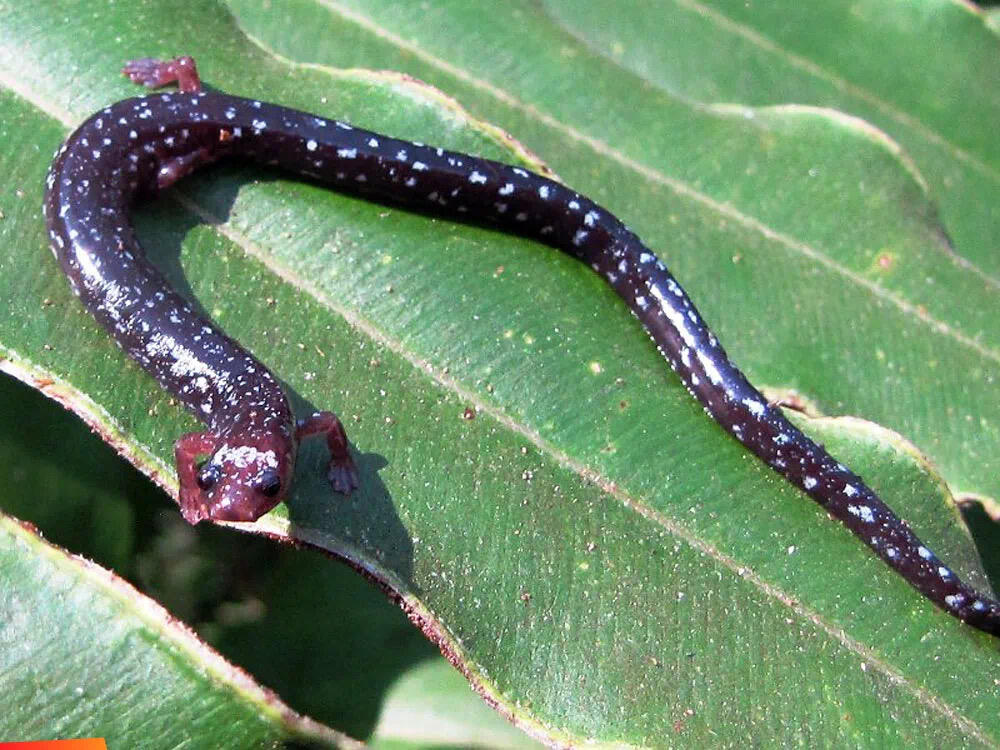 蛐蟮游龙：板足螈属（Oedipina）总论 - 哔哩哔哩