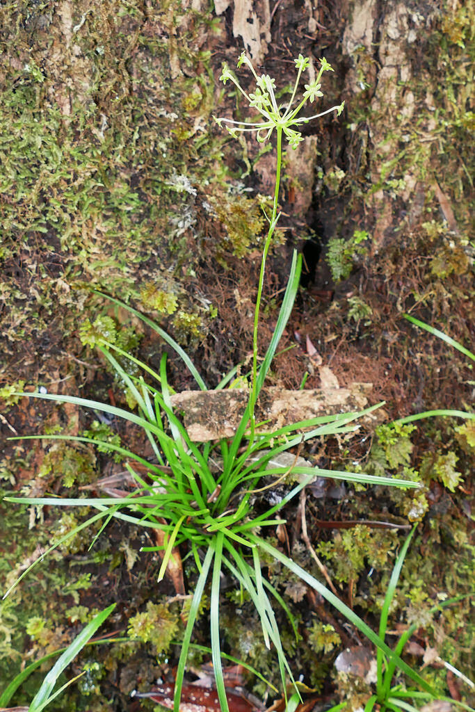 Liliales 随性科普•百合目 - 哔哩哔哩