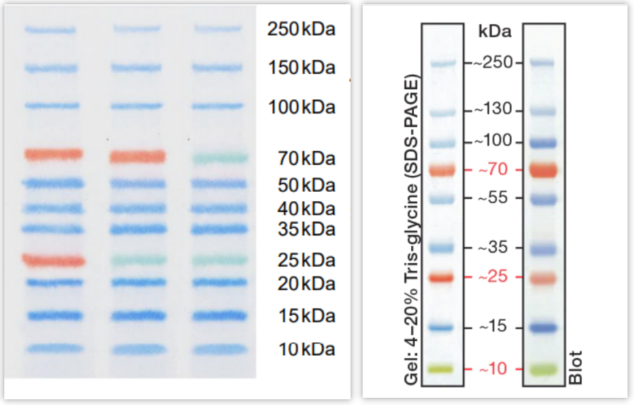 WB实验小技巧 - 哔哩哔哩