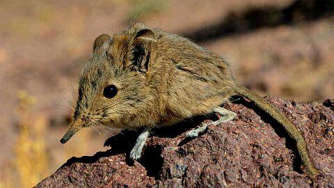 动物图鉴——非洲兽总目（一） - 哔哩哔哩