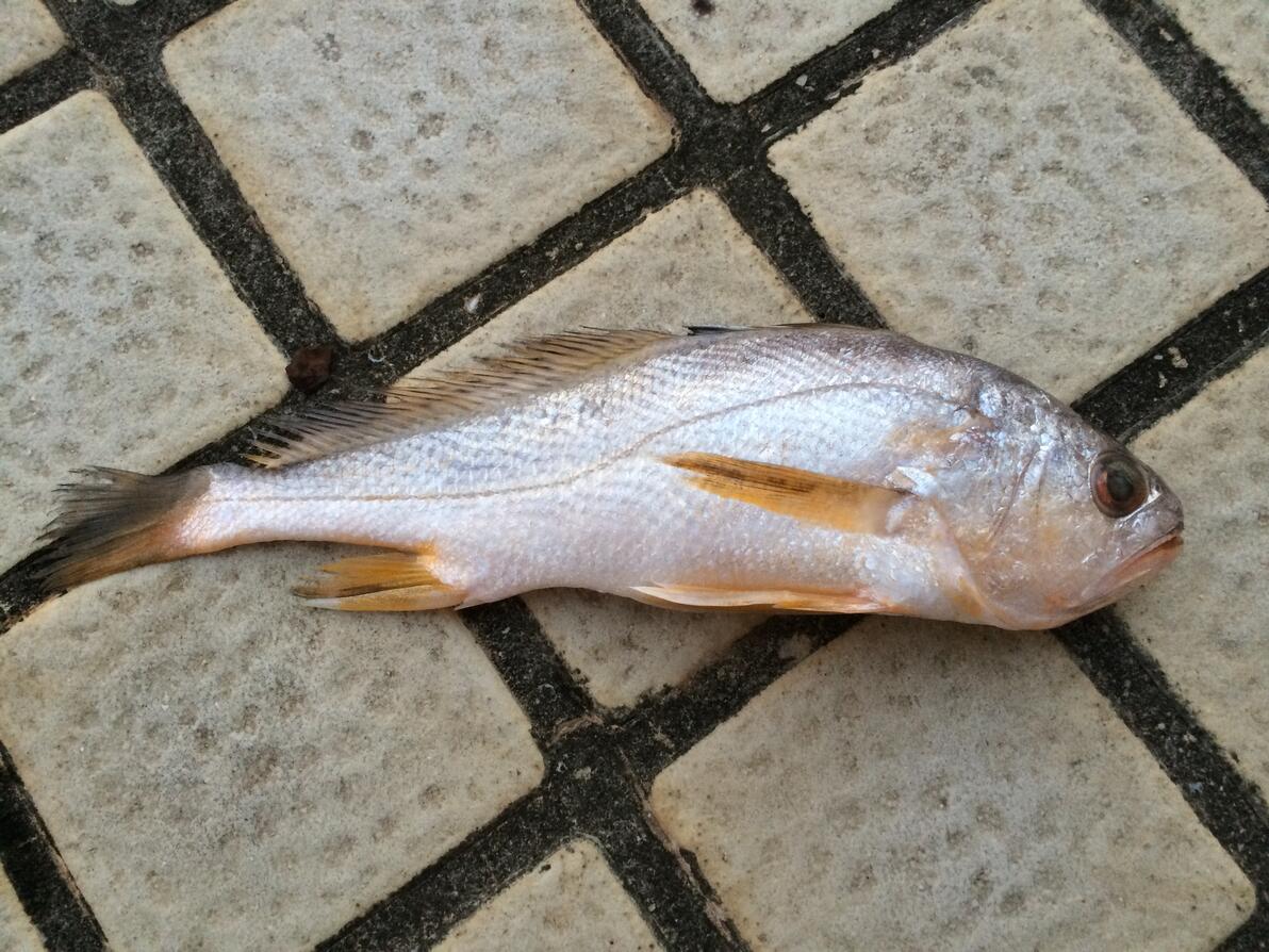 中西非常见海鱼-石首鱼 - 哔哩哔哩