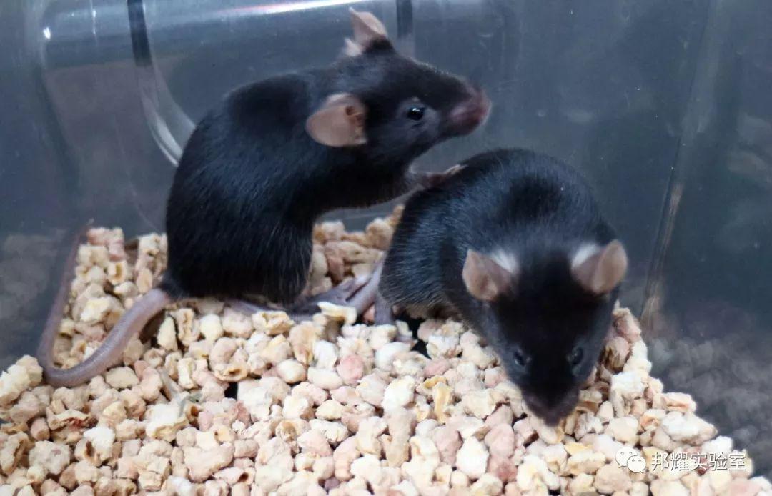 为什么你的实验小鼠是C57BL/6？他们却在用BALB/c - 哔哩哔哩
