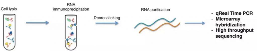 蛋白质和RNA互作神器：RIP-seq & CLIP-seq - 哔哩哔哩