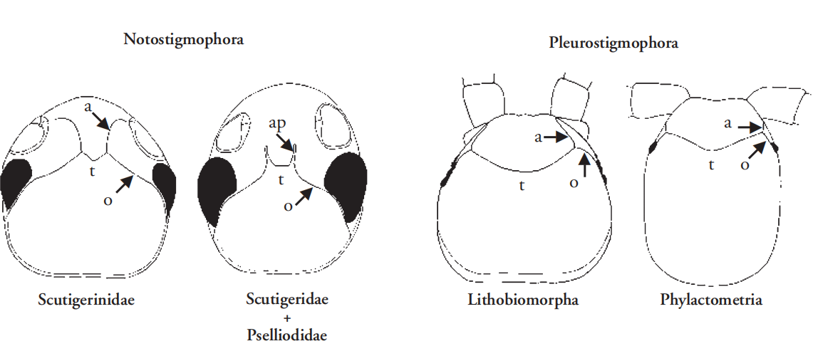 【话说蚰蜒——第二期】 蚰蜒形态学（上） - 哔哩哔哩