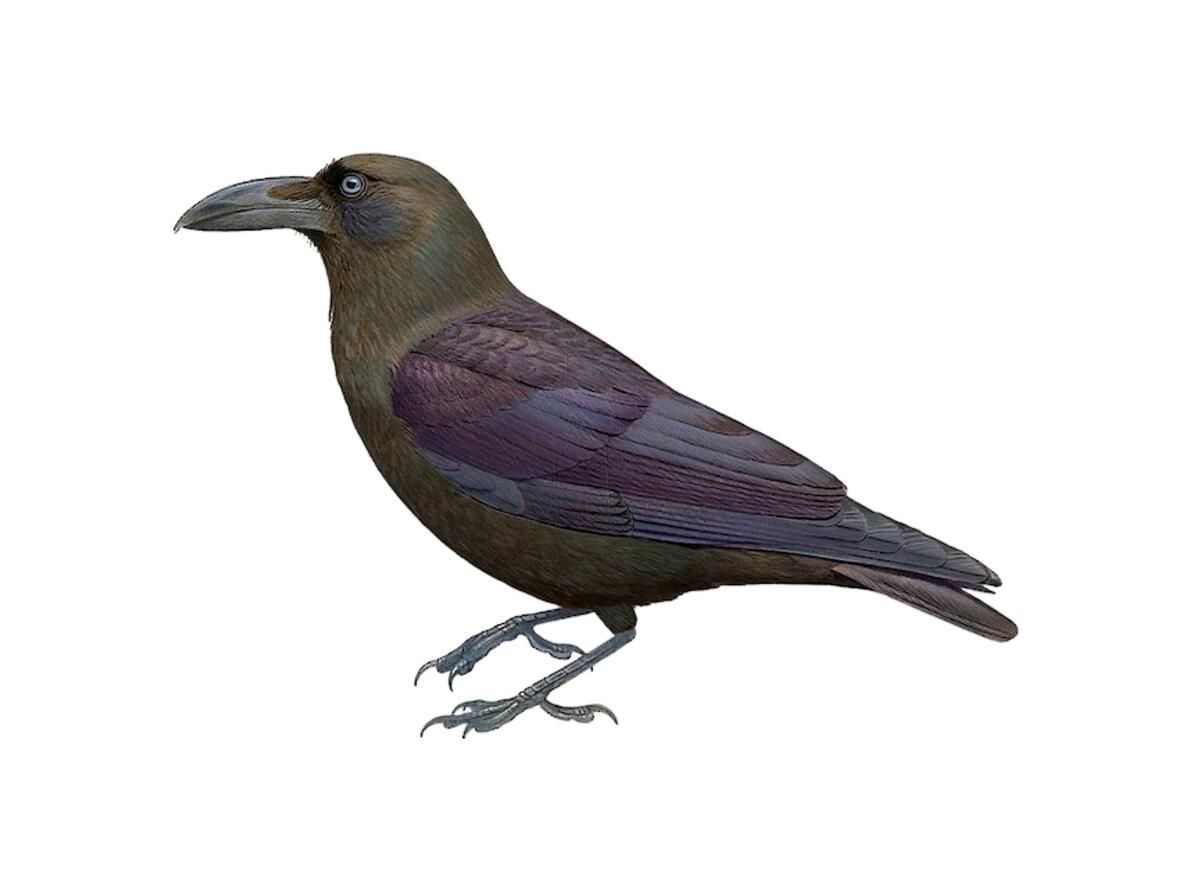 世界鸟类图鉴--鸦科(Ⅱ) - 哔哩哔哩