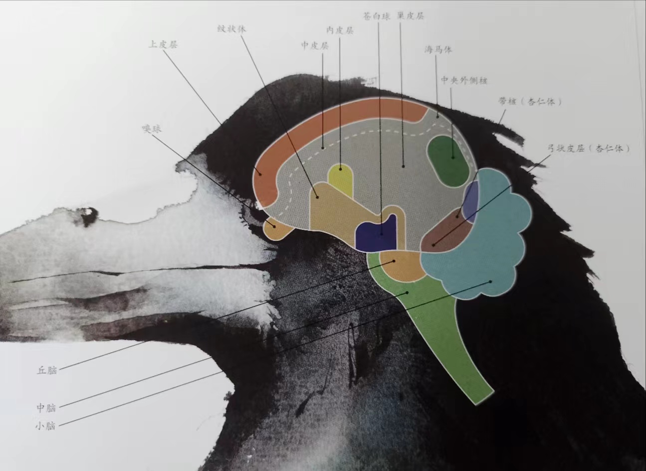 bird brain——从鸟类大脑结构看鸟类非凡智慧 - 哔哩哔哩