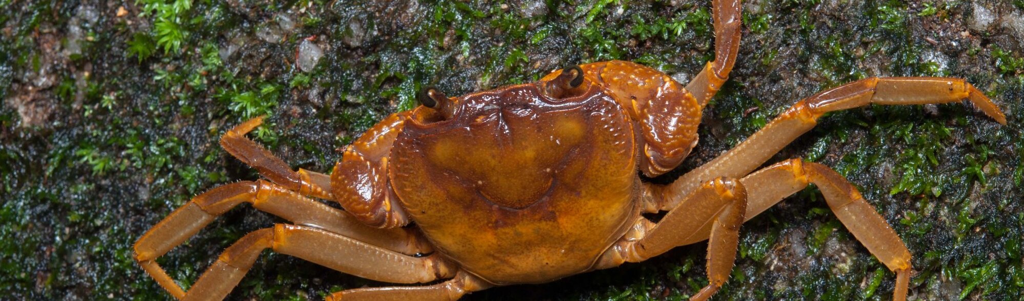 Potamidae溪蟹科已知属级翻译和分类（5） - 哔哩哔哩