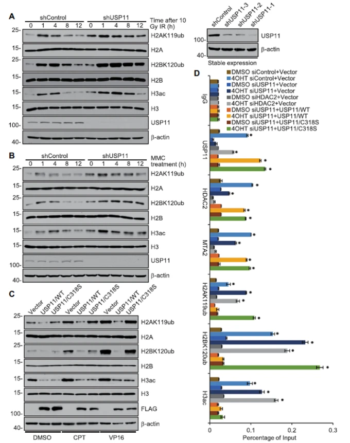 USP11作为组蛋白去泛素化酶在DNA修复过程中的染色质重组中发挥作用 - 哔哩哔哩