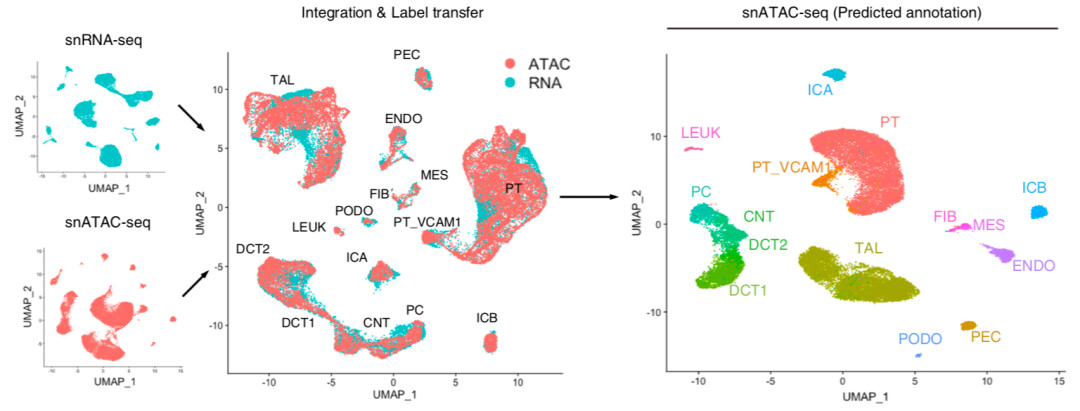 Nat. Commun. | snRNA-seq和snATAC-seq解析成人肾组织细胞构成异质性和损伤发病机制 - 哔哩哔哩