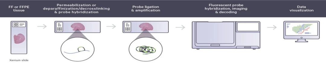 伯豪生物再添空间组学研究利器——Xenium亚细胞空间原位分析技术！ - 哔哩哔哩
