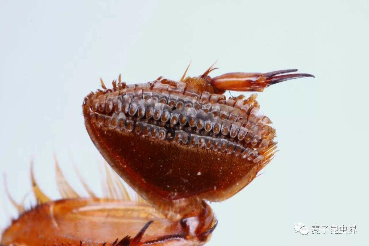 昆虫的足各色各样，那它们的足都有些什么功能和作用呢？ - 哔哩哔哩