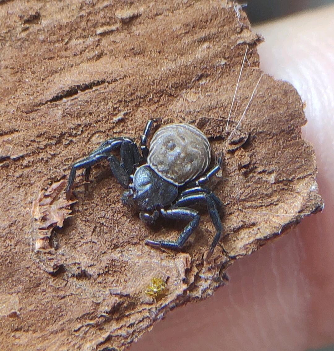 中国蟹蛛名录2.0版 - 哔哩哔哩