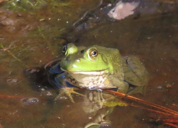 地下蚁国（Empires of the Undergrowth）全物种一览配图重制版（沼泽-沙漠动物部分） - 哔哩哔哩