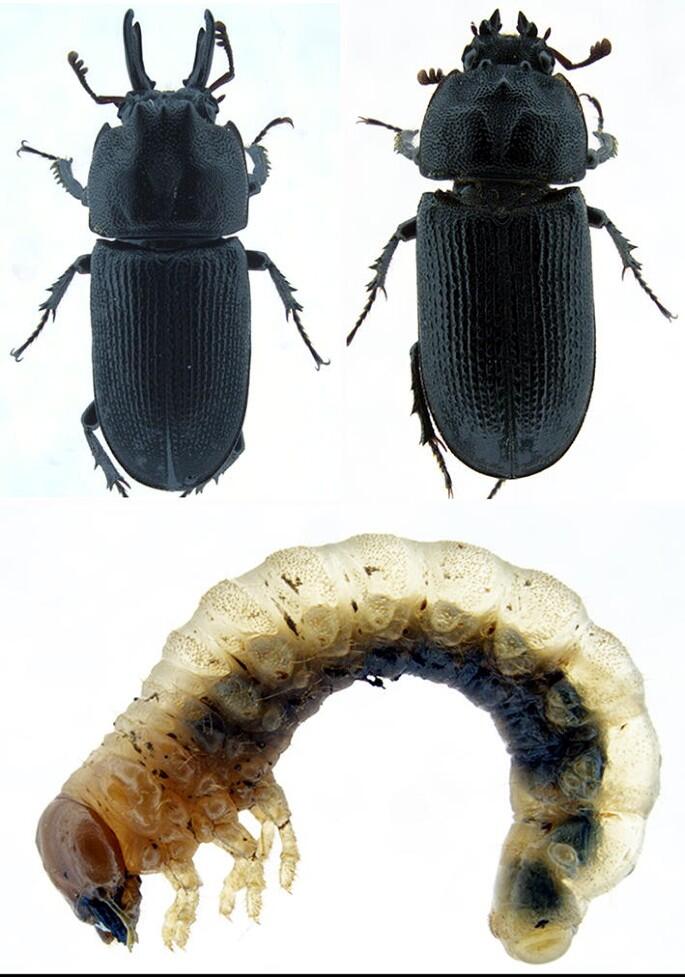 锹甲科-亚科\族\属整理3.0版（上篇） - 哔哩哔哩