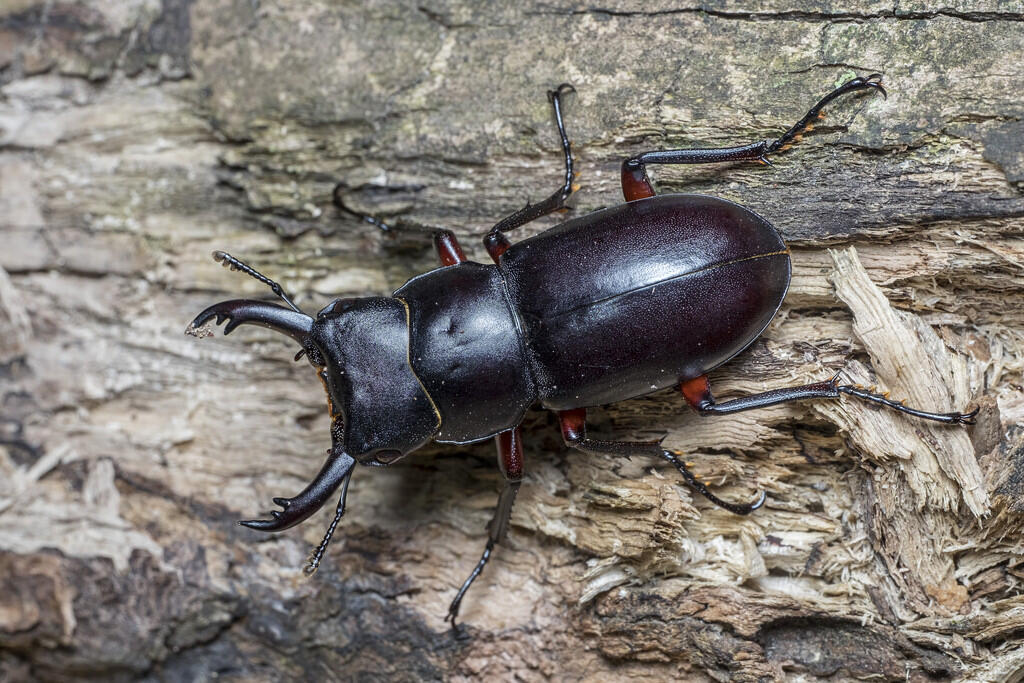 国产锹甲科各属中式属名与异名的对照与分类 - 哔哩哔哩