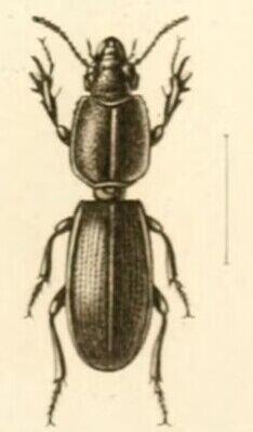 蝼步甲-族与属整理(上篇) - 哔哩哔哩