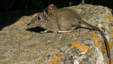 动物图鉴——非洲兽总目（一） - 哔哩哔哩