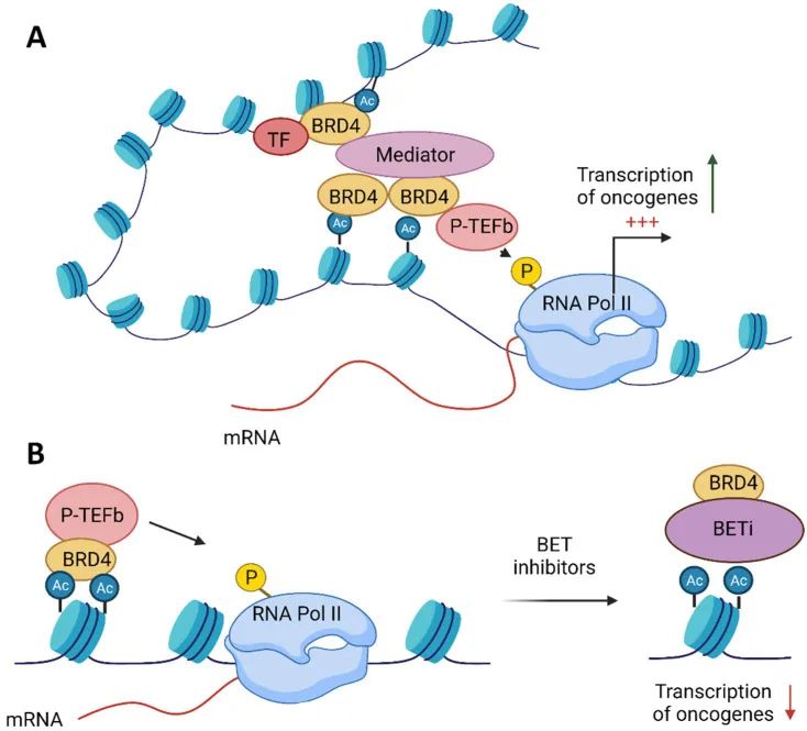 【AmBeed聚焦】生命科学新发现：BRD4的表观遗传调控功能 - 哔哩哔哩
