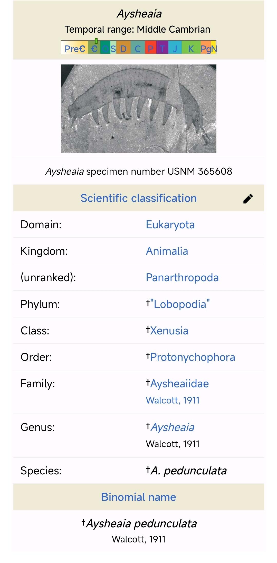 【维基翻译】Aysheaia 埃谢栉蚕属（该条目已有翻译，本文已无需搬运） - 哔哩哔哩