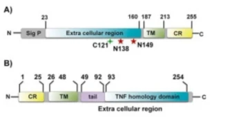 靶点一览丨T细胞共刺激靶标：4-1BB - 哔哩哔哩