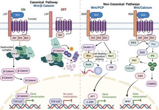 Front.mol neurosci-神经发生和脑肿瘤发生的WNT信号传导 - 哔哩哔哩
