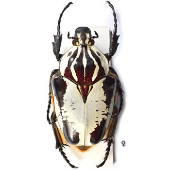 大王花金龟属(Goliathus)所有种简介 - 哔哩哔哩