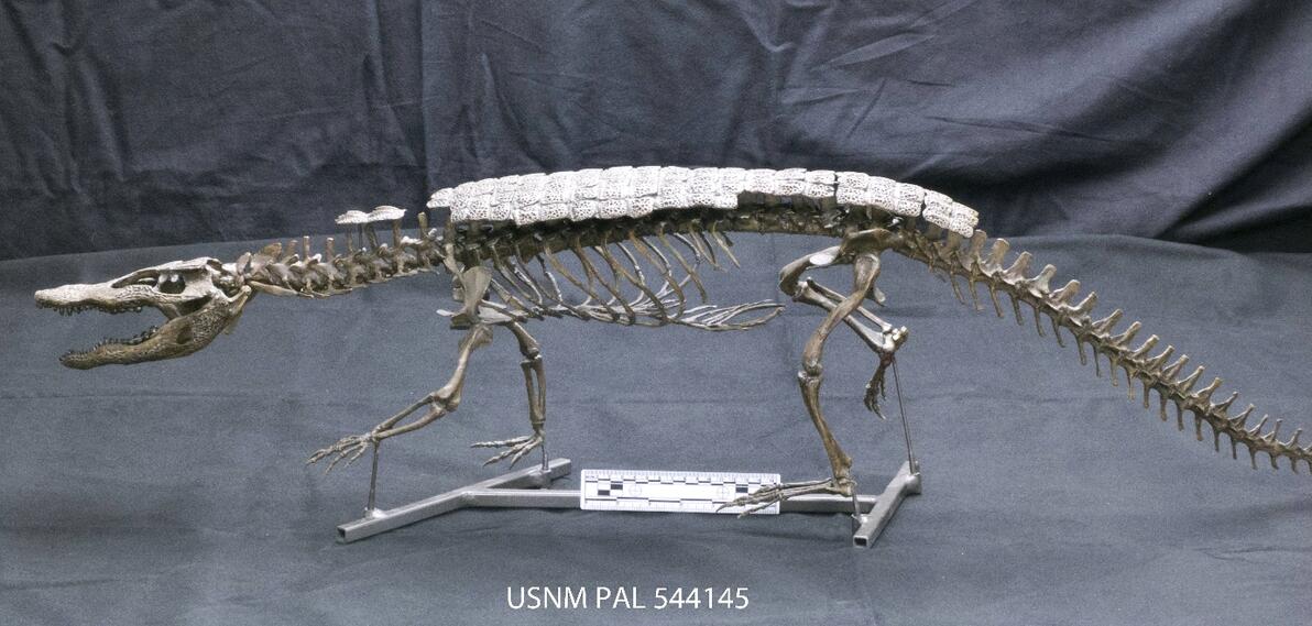 凯门鳄类小传——浅谈史前短吻鼍亚科 - 哔哩哔哩