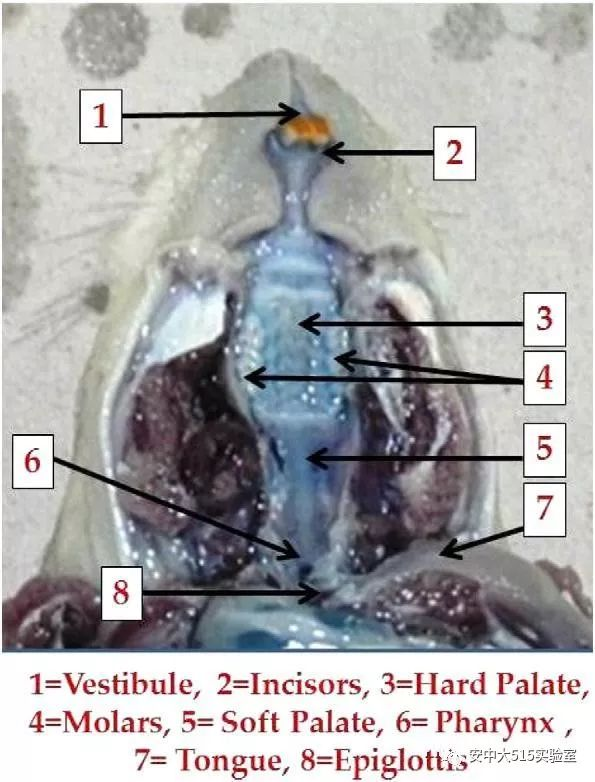 【知识框架】大鼠咽部解剖图 - 哔哩哔哩