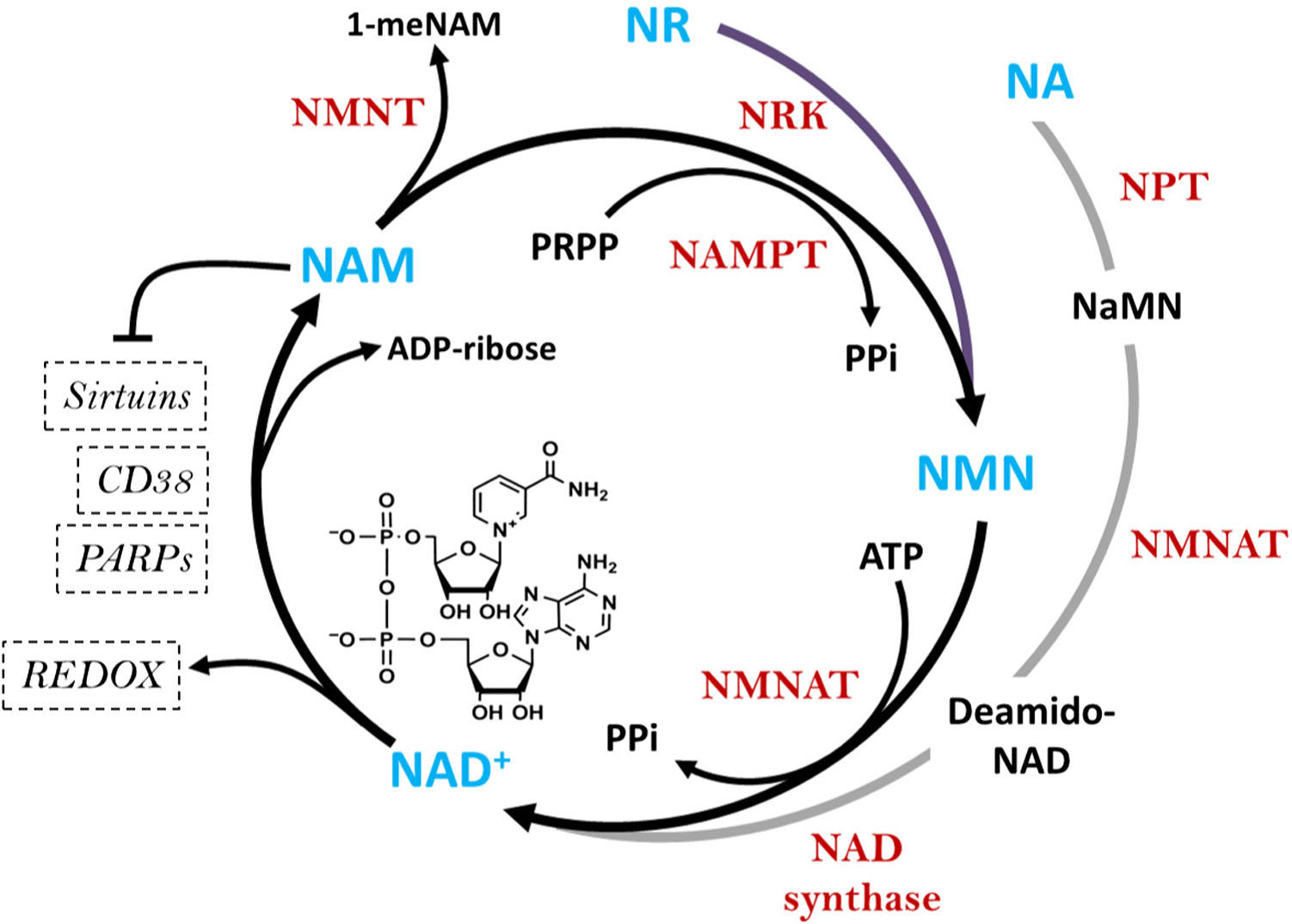 NMN与NAD+：一场活力的传递 - 哔哩哔哩