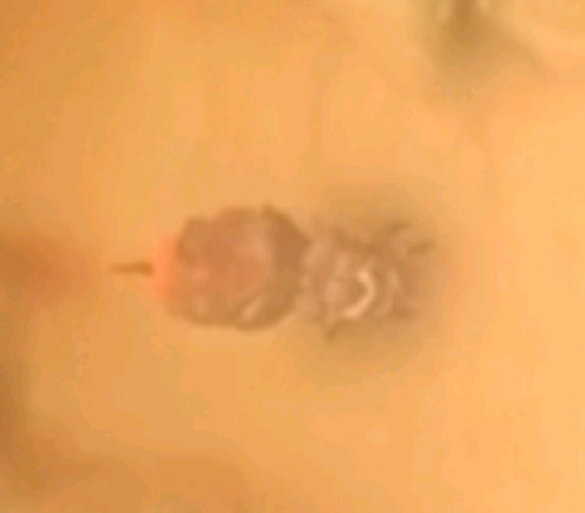 虫虫大作战(bugbits)物种原型一览 - 哔哩哔哩