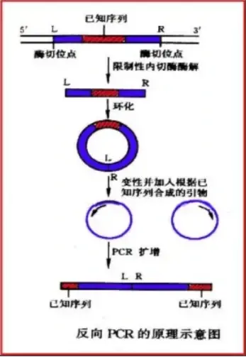 全网最详细同源重组法构建重组表达载体的步骤(细节满满) 哔哩哔哩